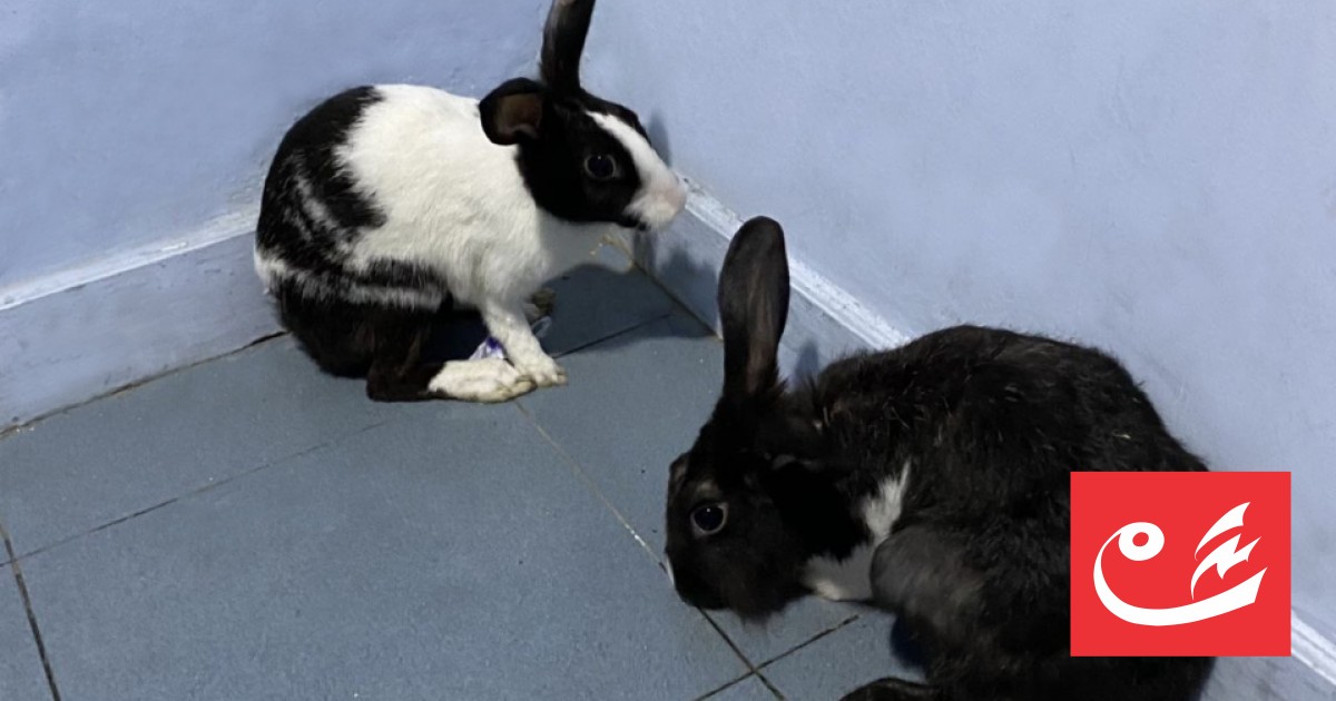 Ras Online - ފުލުހުންގެ ބެލުމުގެދަށުގައި ތިބި މުސަޅު ޖޯޑެއްގެ ...